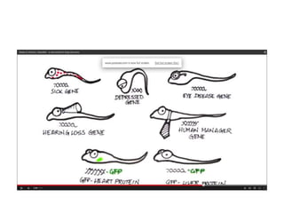 Diff. beta cells | PPTX