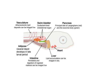 Diff. beta cells | PPTX