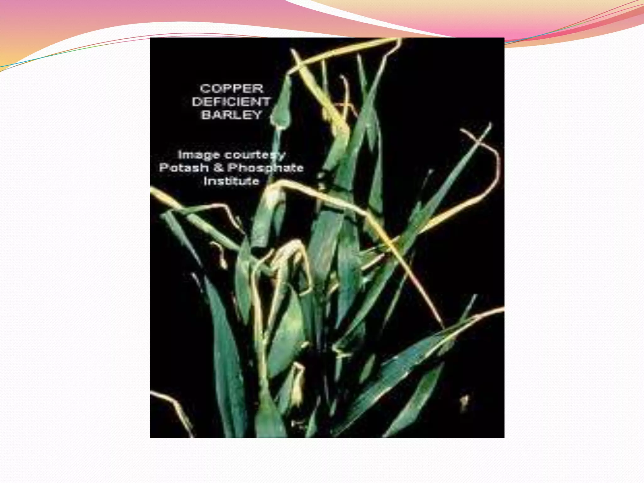 Deficiency symptoms of micro nutrient | PPTX