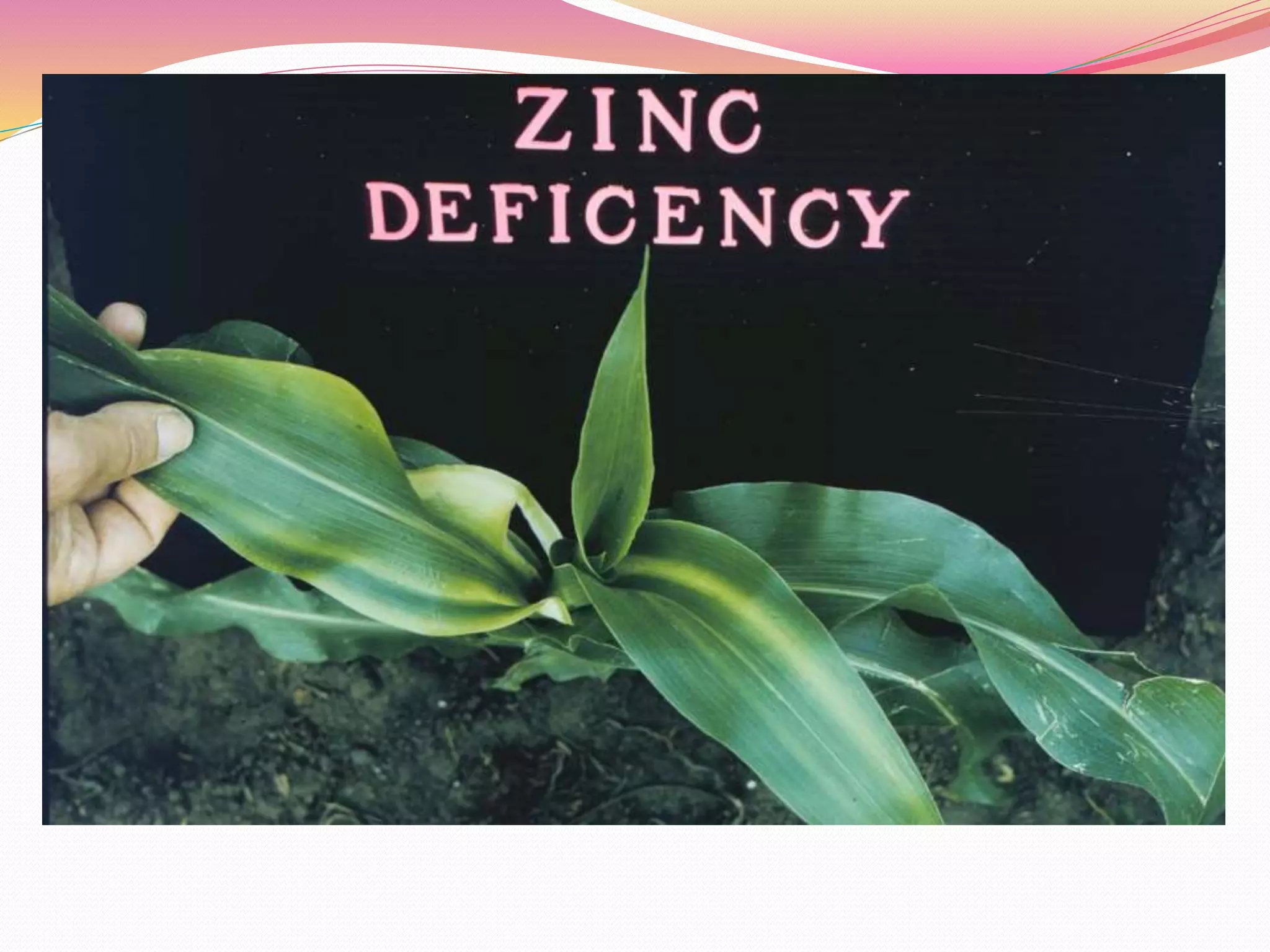 Deficiency symptoms of micro nutrient | PPTX