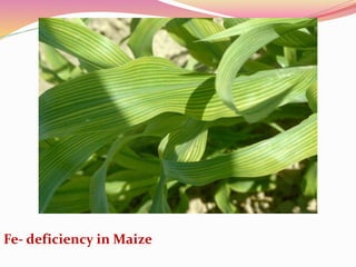 Deficiency symptoms of micro nutrient | PPTX