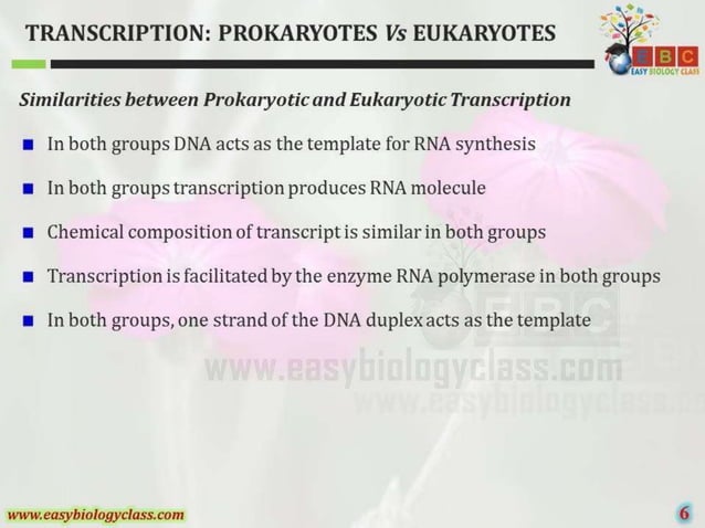 Difference between-prokaryotic-and-eukaryotic-transcription-ppt-and-pdf ...