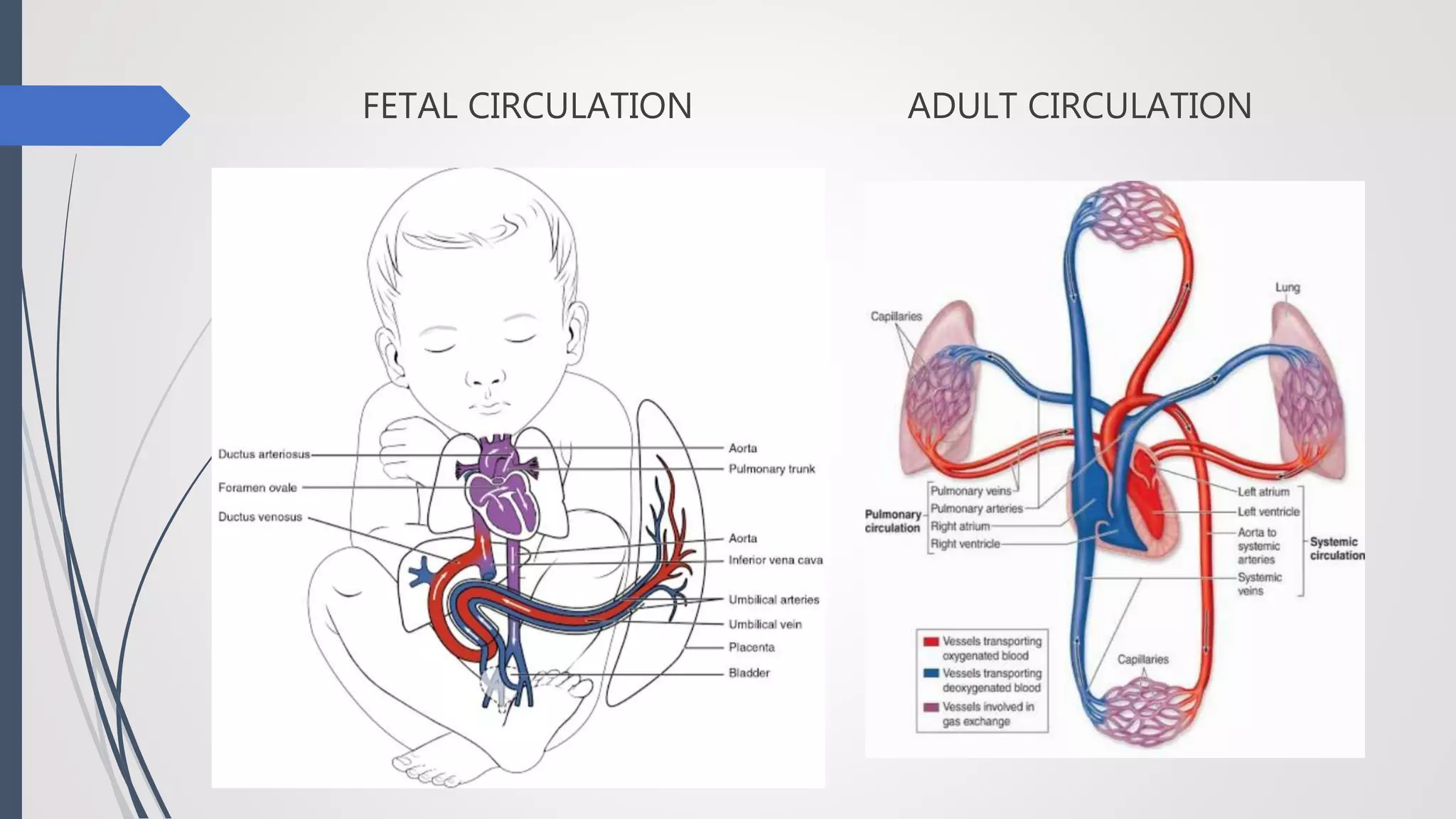 Difference between adulty and child (For B.Sc Nursing) | PPTX