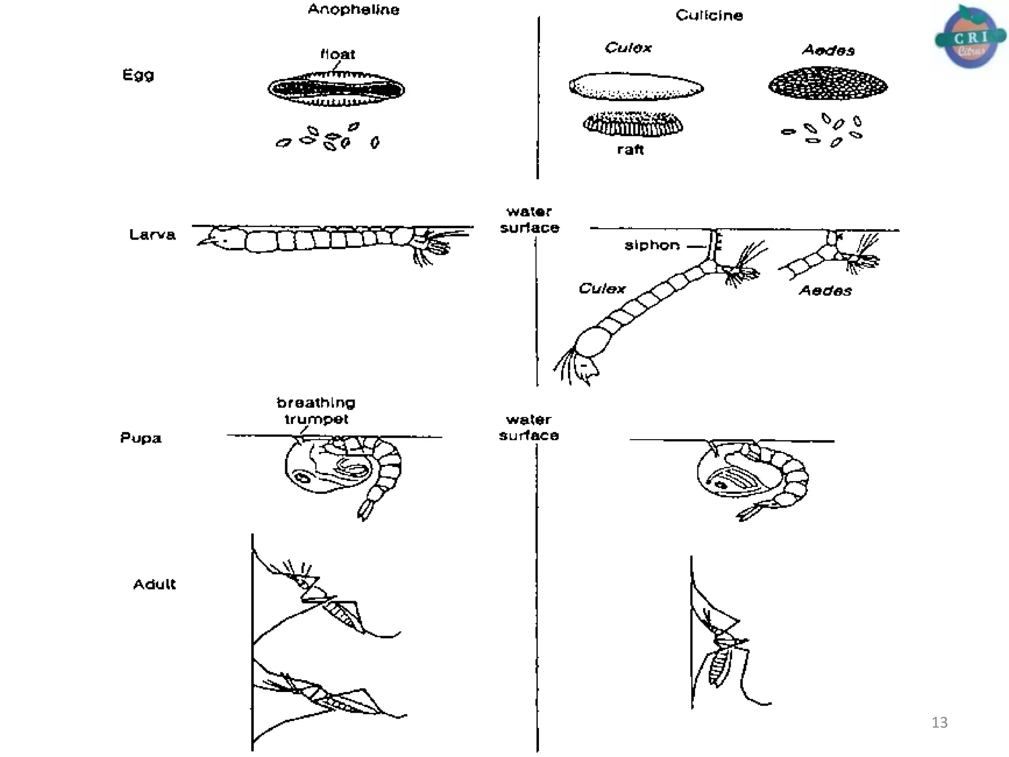 Difference between major mosquito species (Anophele, Culex and Aedes sp.) | PPTX