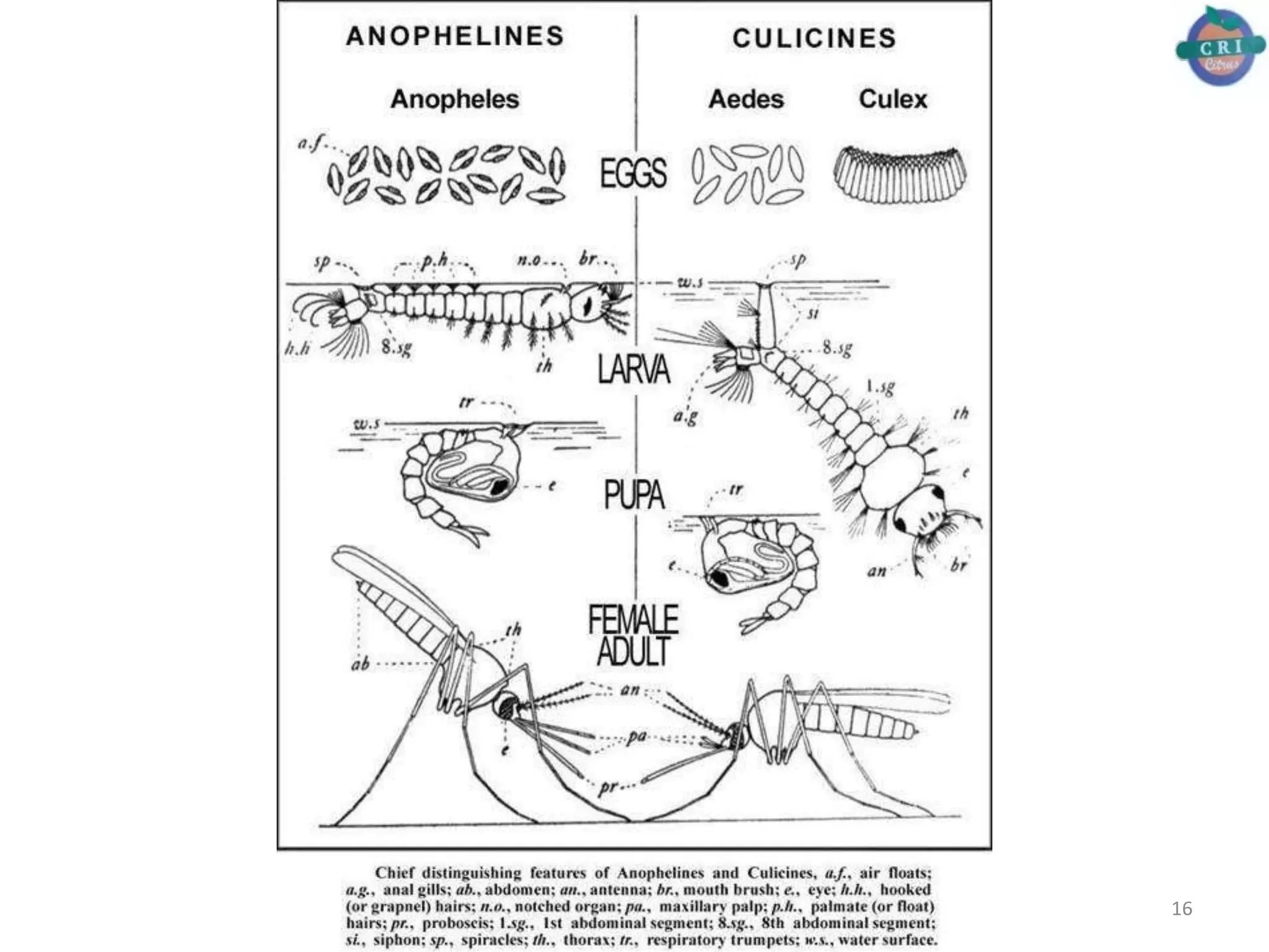 Difference between major mosquito species (Anophele, Culex and Aedes sp.) | PPTX