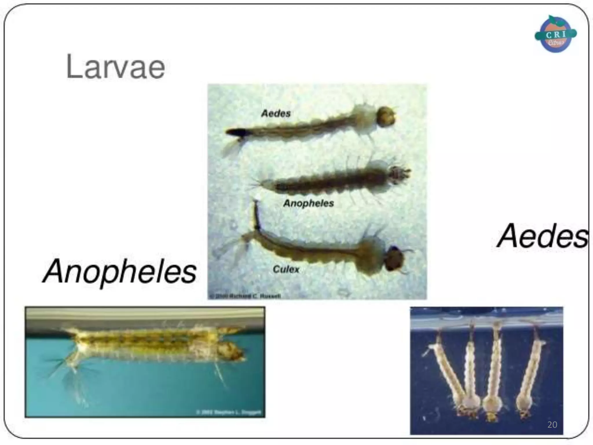 Difference between major mosquito species (Anophele, Culex and Aedes sp.) | PPTX