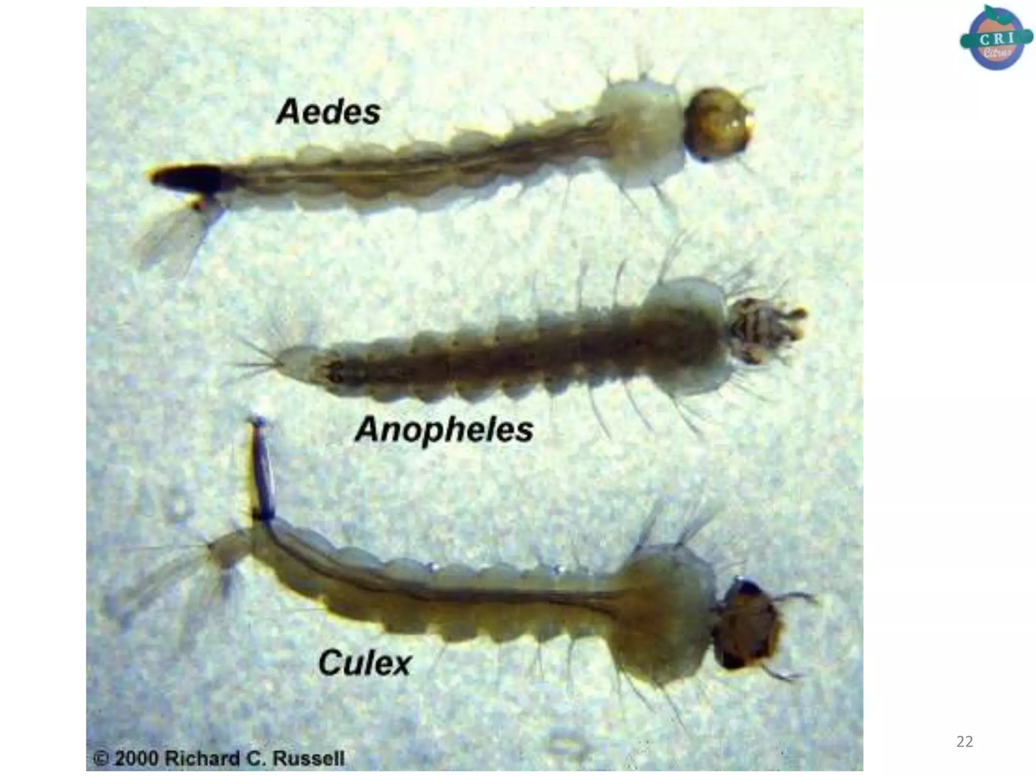 Difference between major mosquito species (Anophele, Culex and Aedes sp.) | PPTX