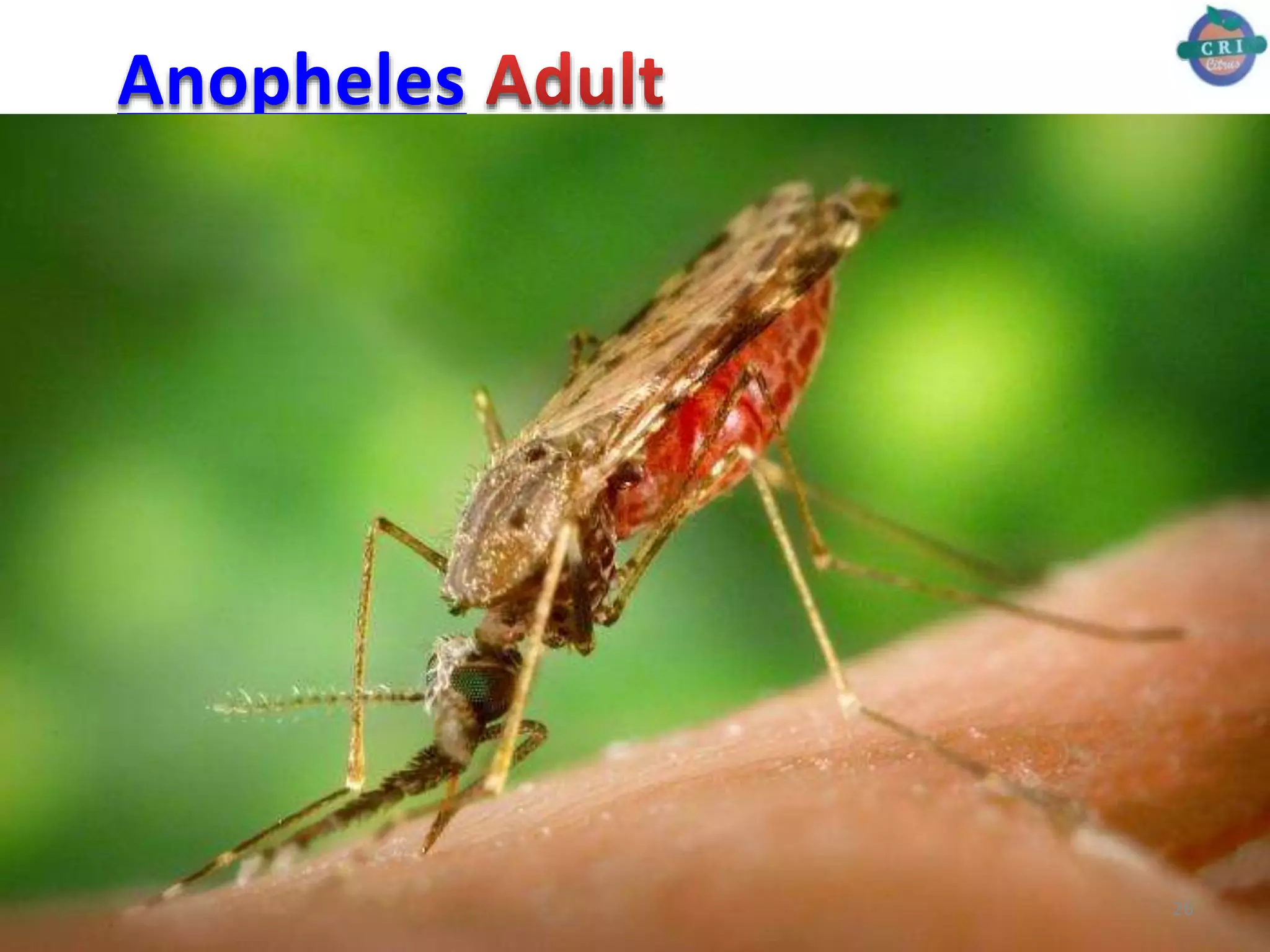 Difference between major mosquito species (Anophele, Culex and Aedes sp.) | PPTX