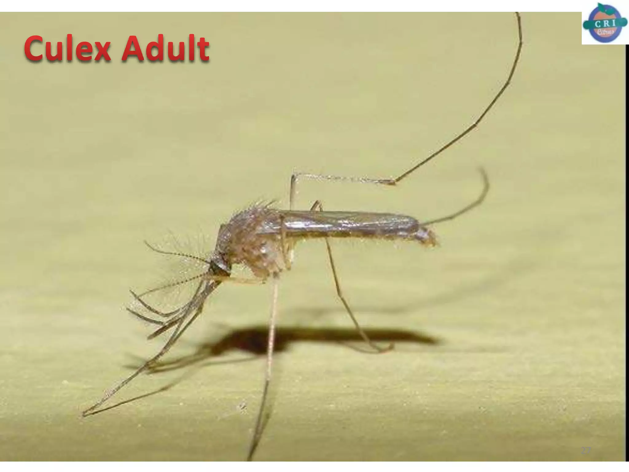 Difference between major mosquito species (Anophele, Culex and Aedes sp ...