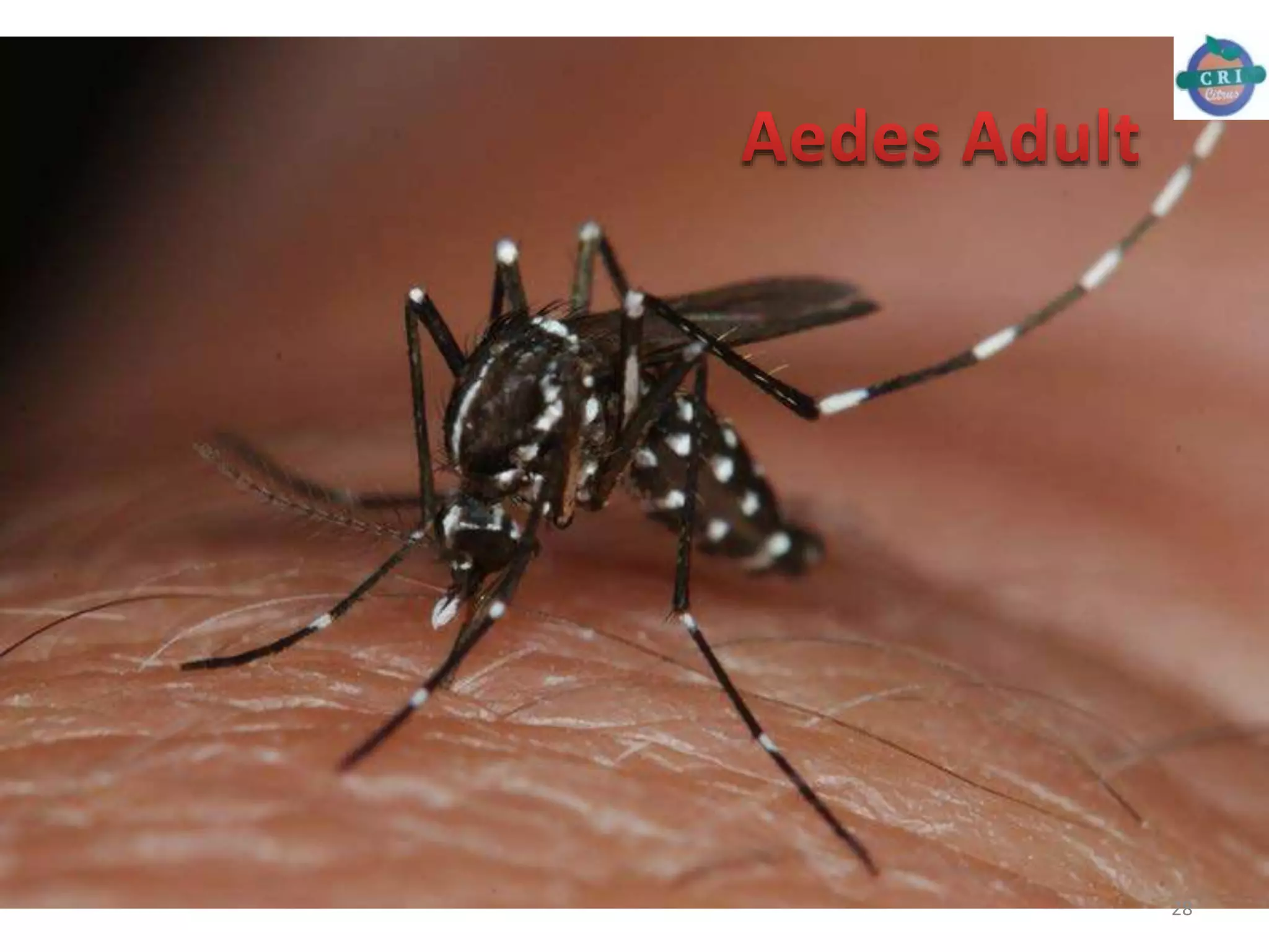 Difference between major mosquito species (Anophele, Culex and Aedes sp.) | PPTX
