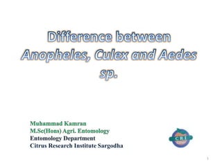 Difference between major mosquito species (Anophele, Culex and Aedes sp.) | PPTX