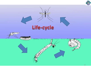 Difference between major mosquito species (Anophele, Culex and Aedes sp.) | PPTX