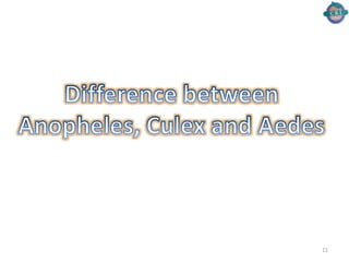 Difference between major mosquito species (Anophele, Culex and Aedes sp.) | PPTX