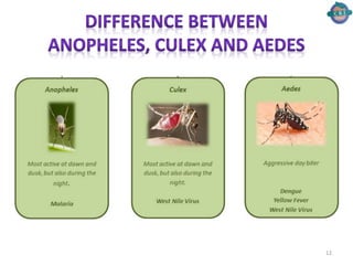Difference between major mosquito species (Anophele, Culex and Aedes sp.) | PPTX