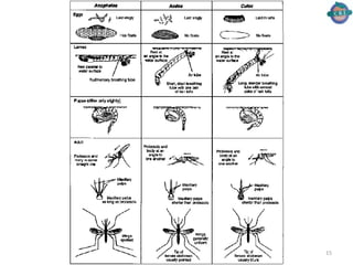 Difference between major mosquito species (Anophele, Culex and Aedes sp ...