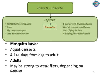Difference between major mosquito species (Anophele, Culex and Aedes sp.) | PPTX