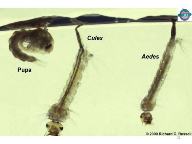 Difference between major mosquito species (Anophele, Culex and Aedes sp.) | PPTX