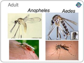Difference between major mosquito species (Anophele, Culex and Aedes sp.) | PPTX
