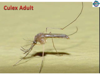 Difference between major mosquito species (Anophele, Culex and Aedes sp.) | PPTX
