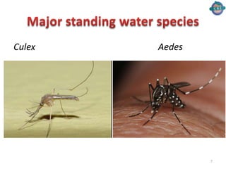 Difference between major mosquito species (Anophele, Culex and Aedes sp.) | PPTX
