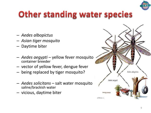Difference between major mosquito species (Anophele, Culex and Aedes sp.) | PPTX