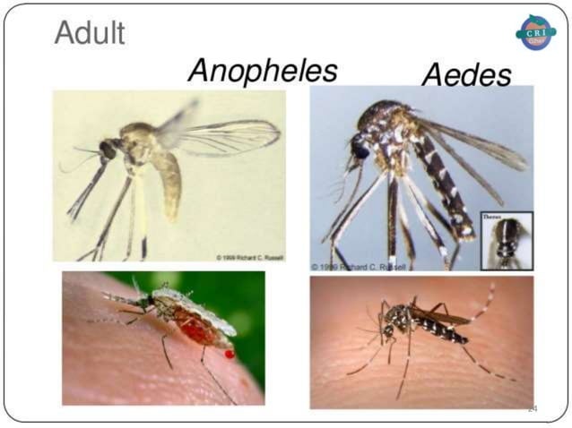 Difference between major mosquito species (Anophele, Culex and Aedes sp.)