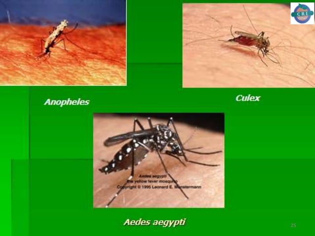 Difference between major mosquito species (Anophele, Culex and Aedes sp.)