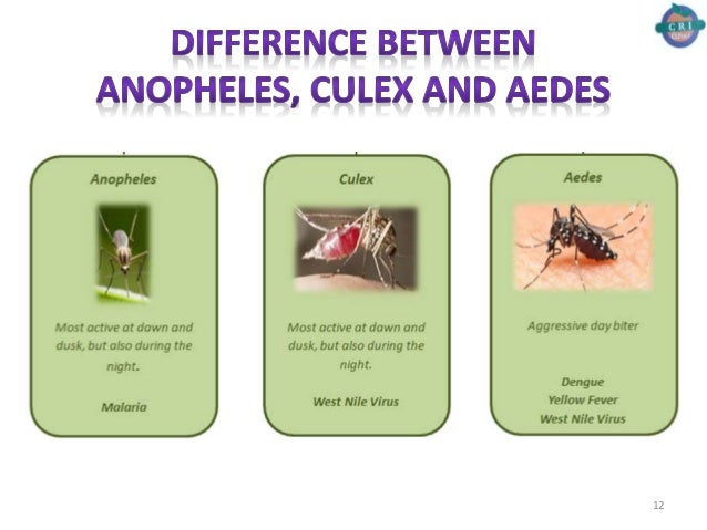 Difference between major mosquito species (Anophele, Culex and Aedes