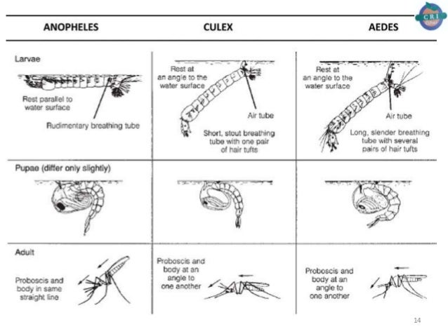 Difference between major mosquito species (Anophele, Culex and Aedes