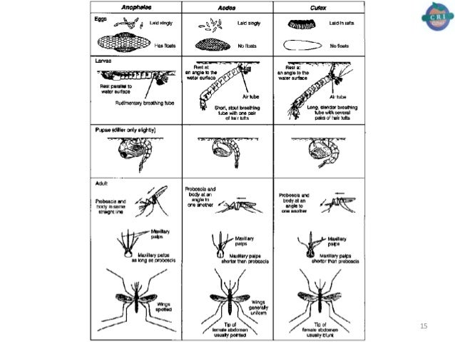 Difference between major mosquito species (Anophele, Culex and Aedes