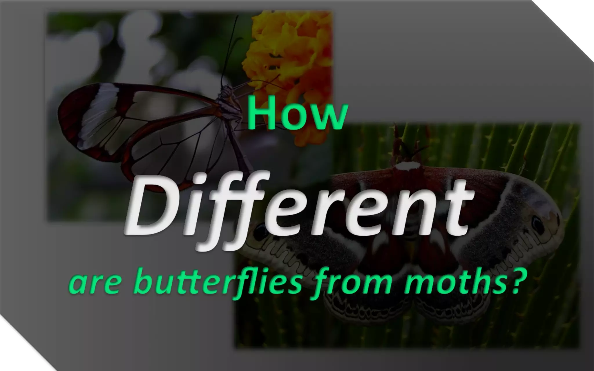 Difference between butterflies and moths | PPT