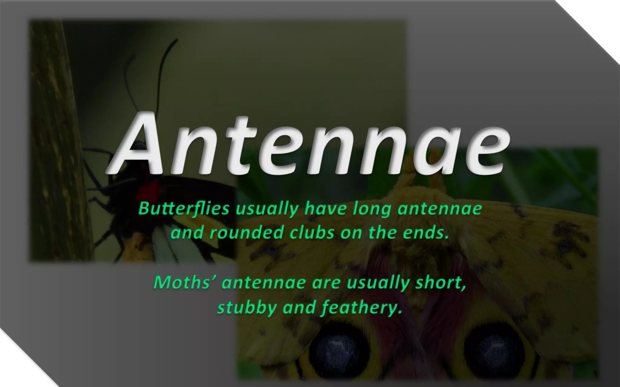 Difference between butterflies and moths | PPT