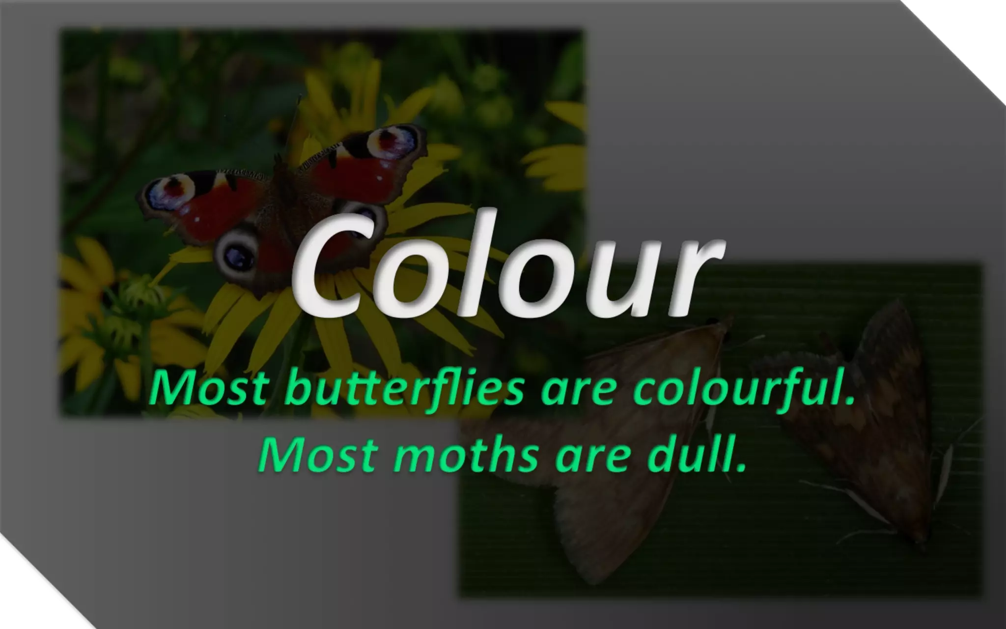 Difference between butterflies and moths | PPT