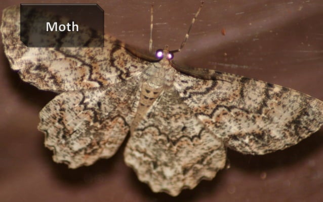 Difference between butterflies and moths | PPT