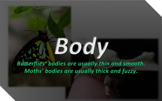 Difference between butterflies and moths | PPT