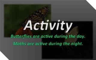 Difference between butterflies and moths | PPT