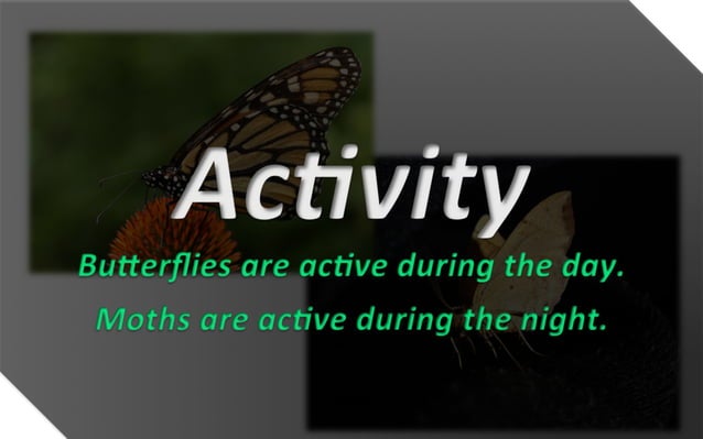 Difference between butterflies and moths | PPT