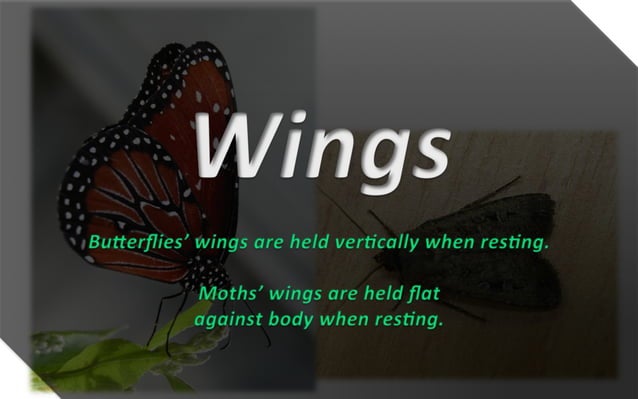 Difference between butterflies and moths | PPT