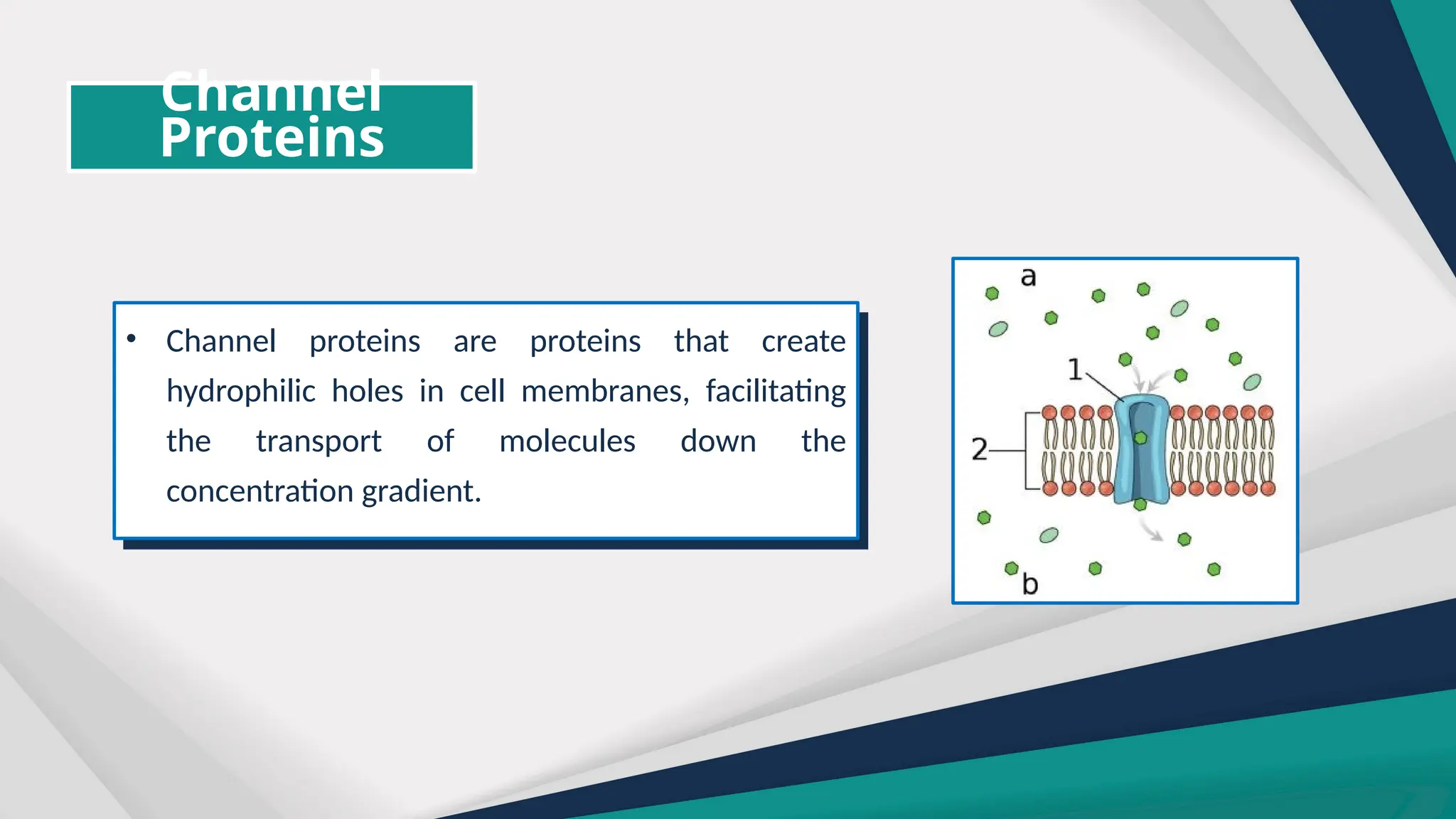 Difference between Channel protein and Carrier protein.pptx