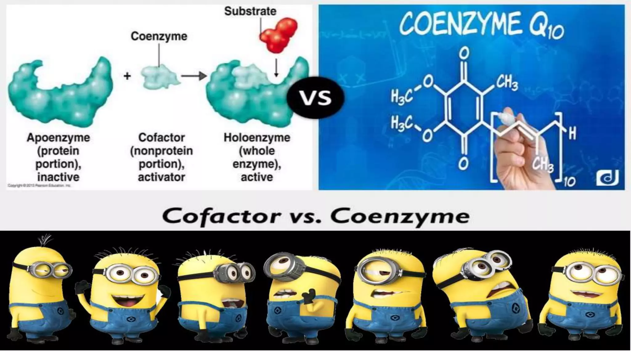Difference between coenzyme vs cofactor | PPT
