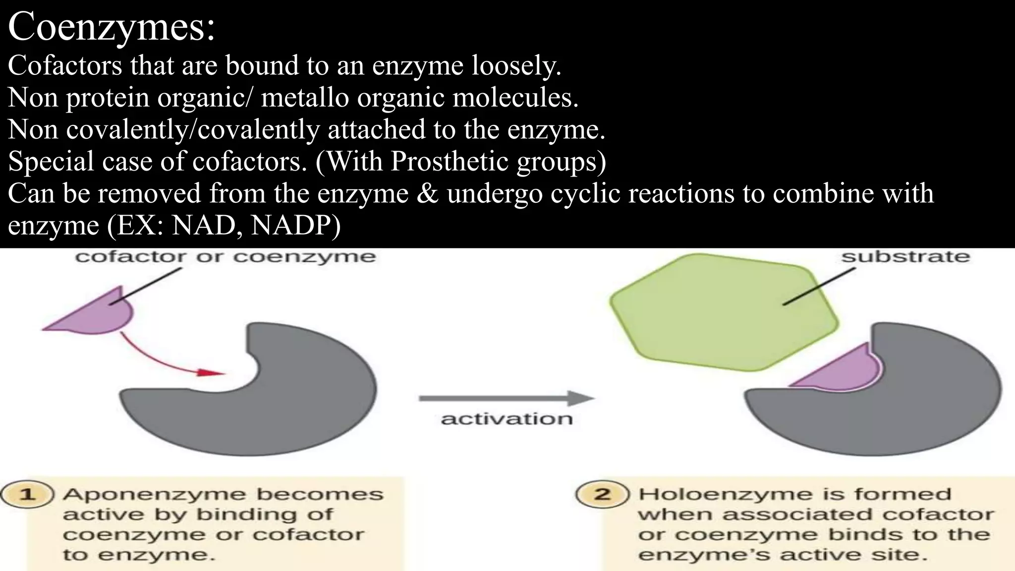 Difference between coenzyme vs cofactor | PPT