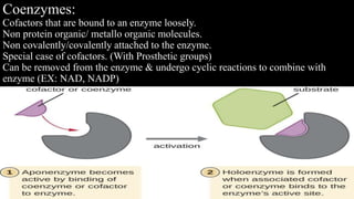 Difference between coenzyme vs cofactor | PPT
