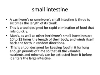 Difference between digestive tract of herbovores vs carnivores | PPTX