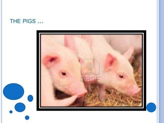 Difference between domestic and wild animals | PPTX