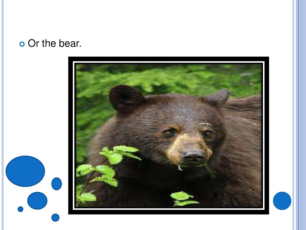 Difference between domestic and wild animals