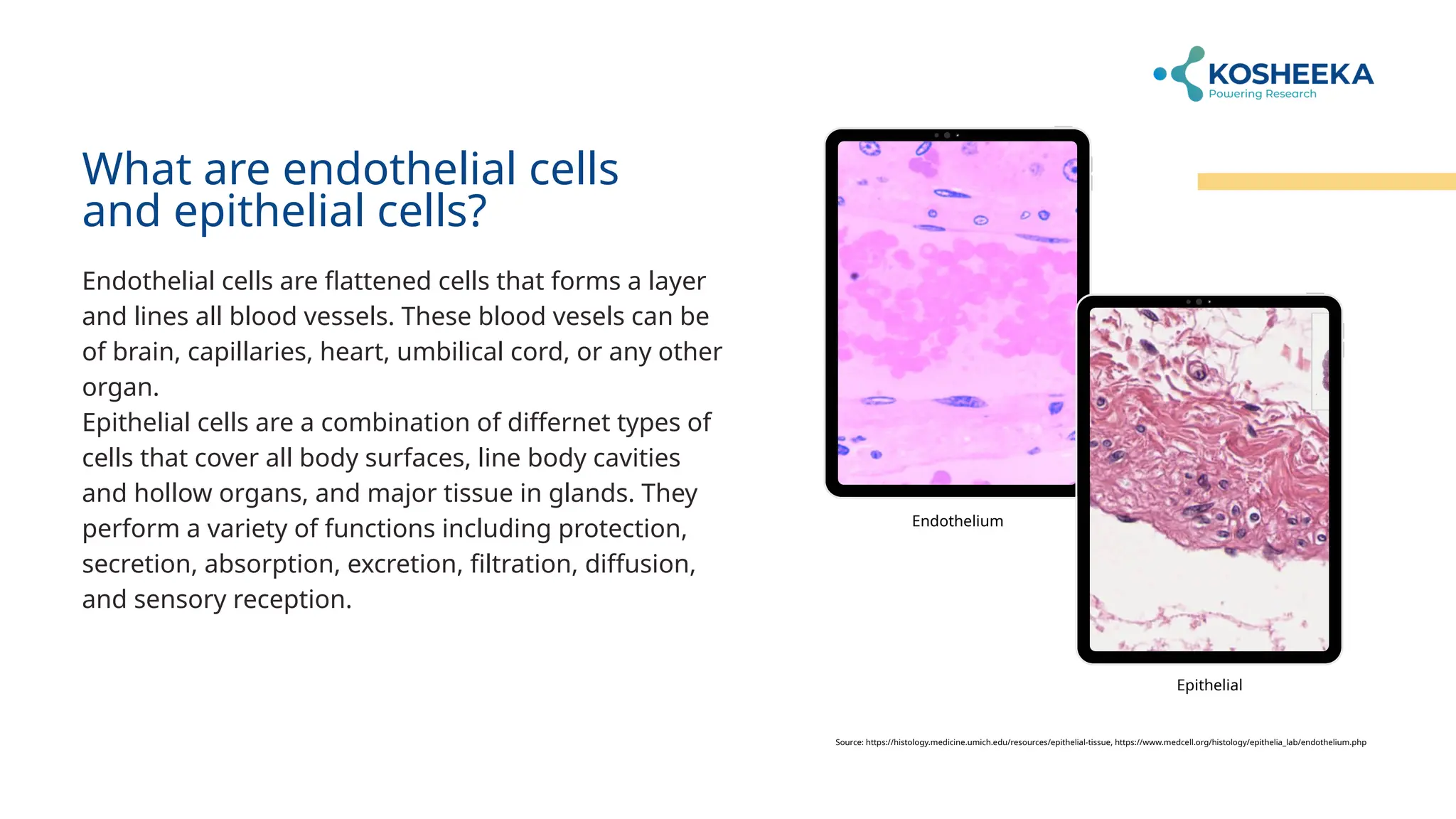 Endothelial vs. Epithelial Cells: A Comparative Insight into Cellular ...