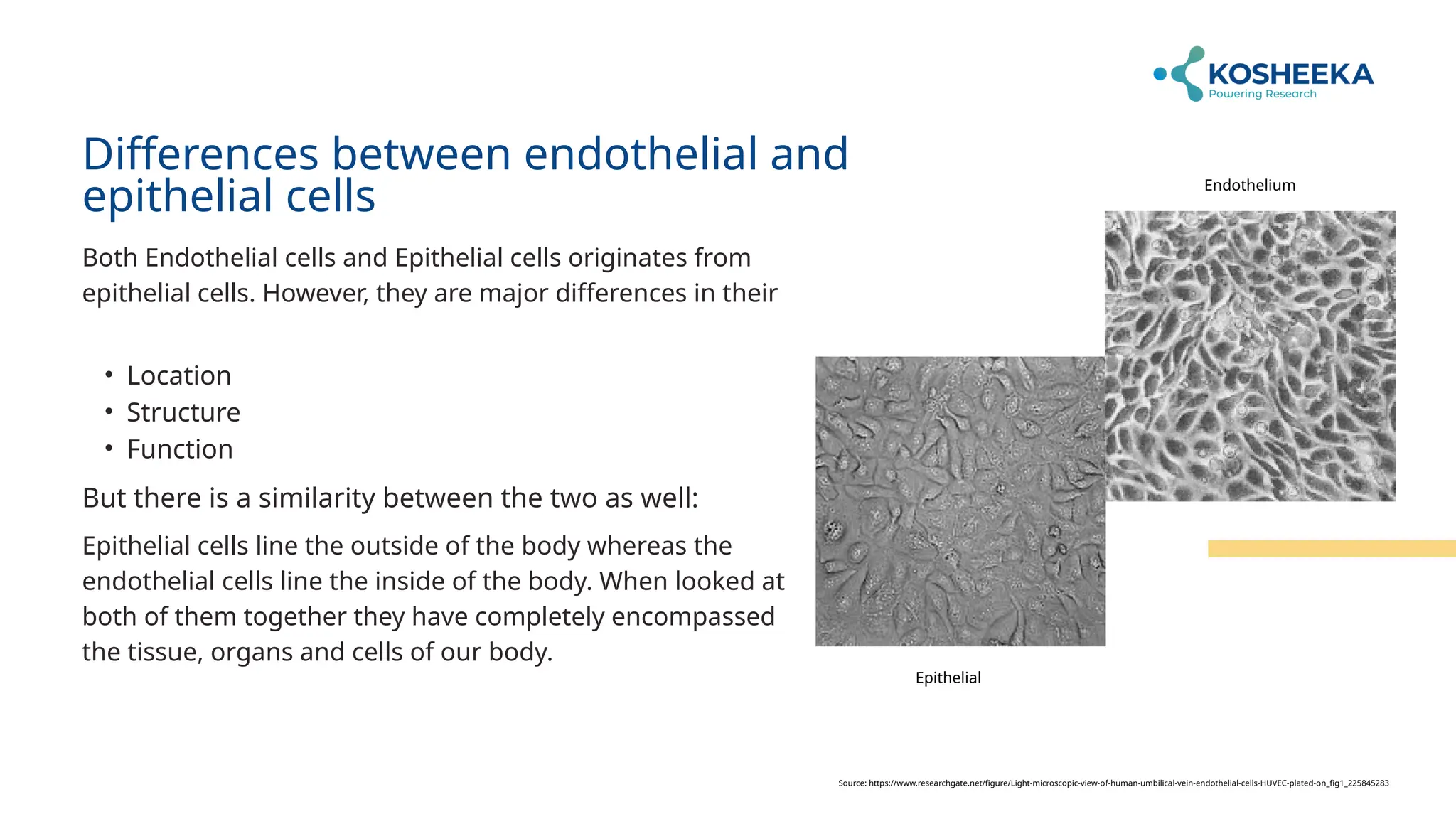 Endothelial vs. Epithelial Cells: A Comparative Insight into Cellular ...
