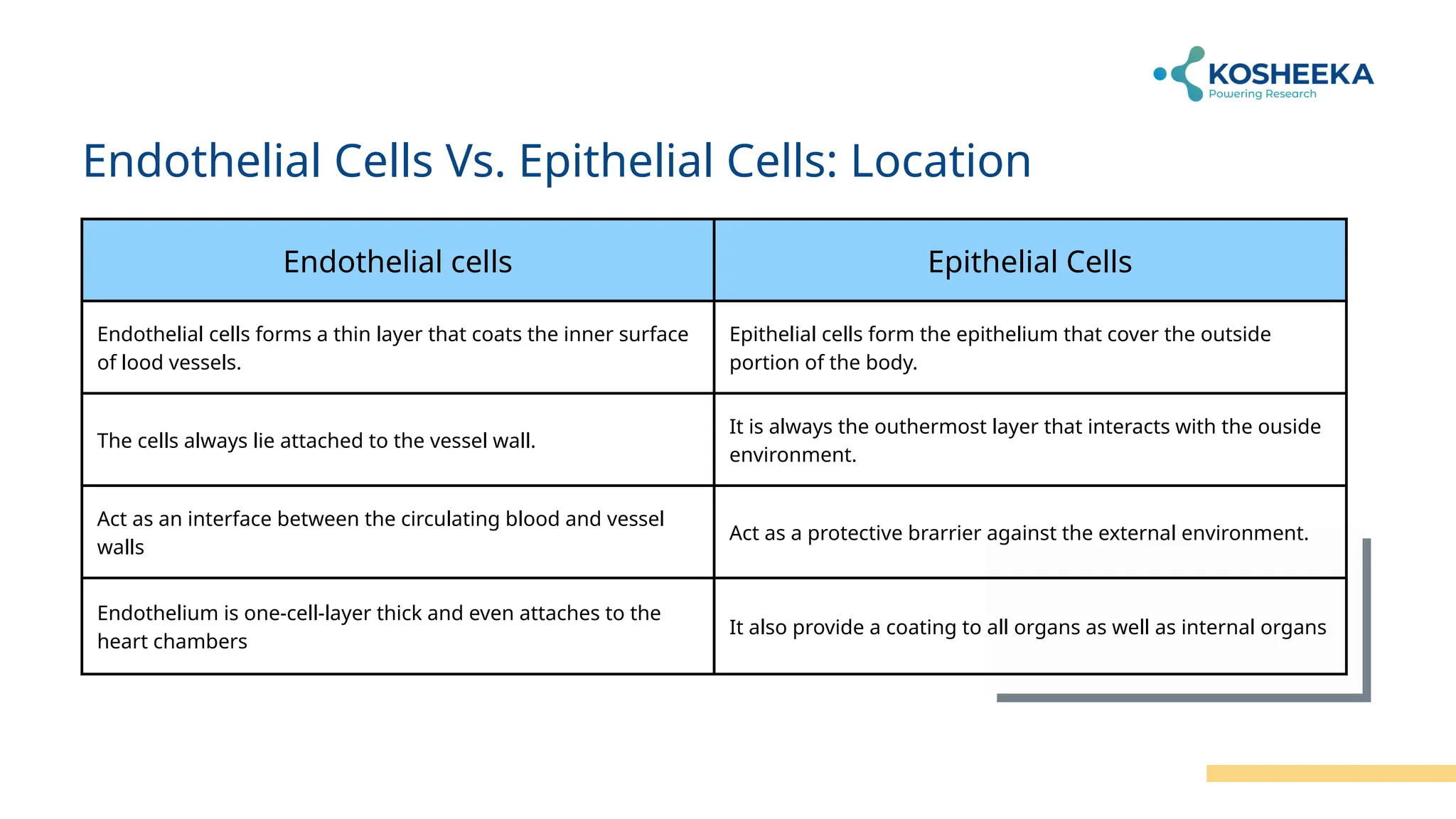 Endothelial vs. Epithelial Cells: A Comparative Insight into Cellular ...