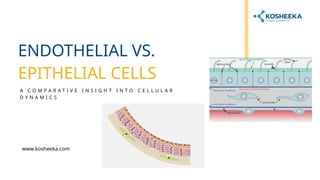 Endothelial vs. Epithelial Cells: A Comparative Insight into Cellular Dynamics | PPTX