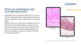 Endothelial vs. Epithelial Cells: A Comparative Insight into Cellular Dynamics | PPTX
